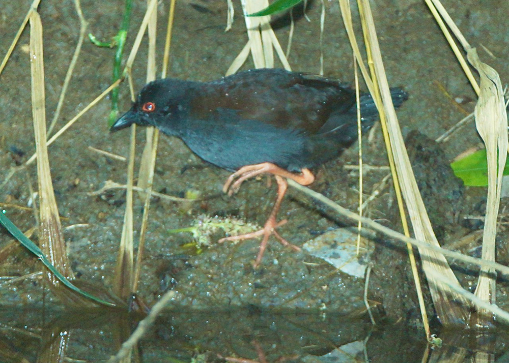 Classified Bird List_copy